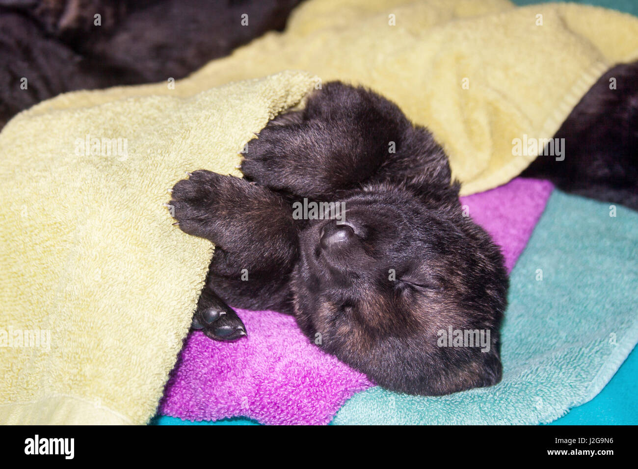 Sleeping German Shepherd Puppies, California Stock Photo - Alamy