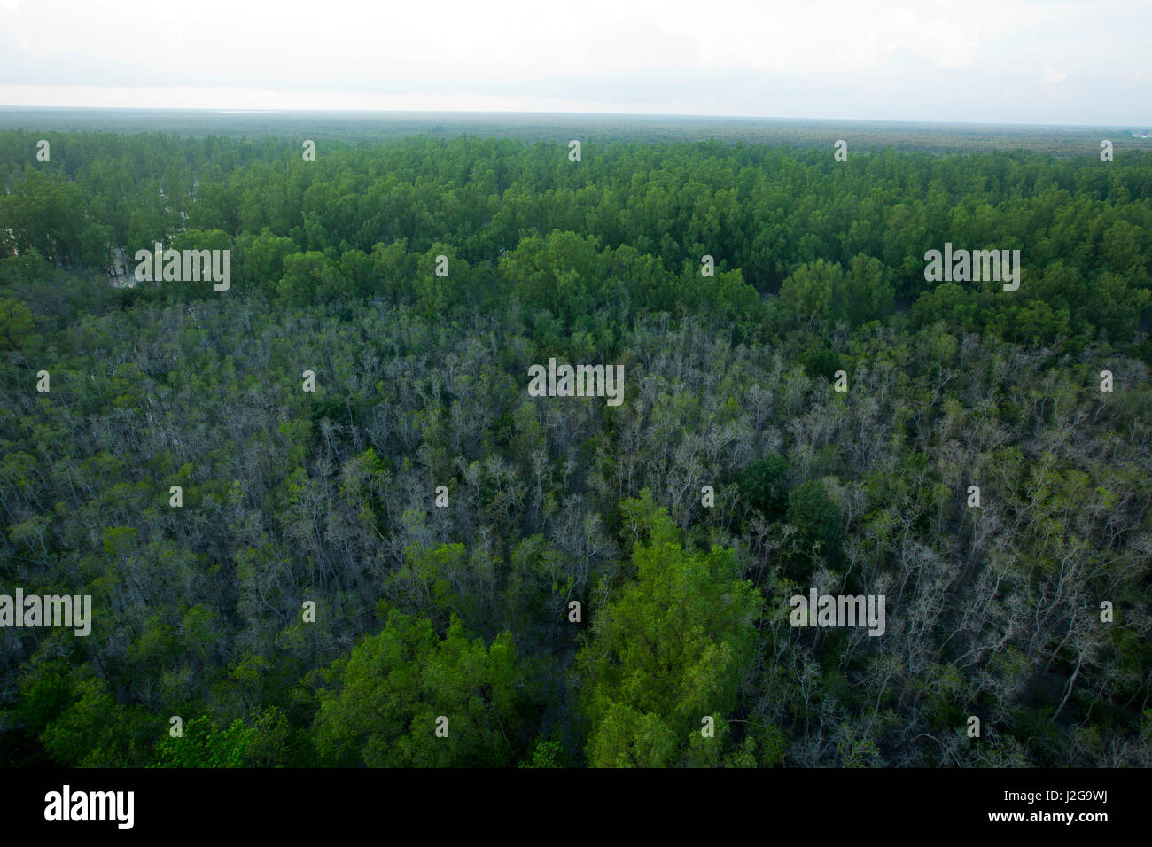 Aerial view of the Sundarbans, a UNESCO World Heritage Site and a ...