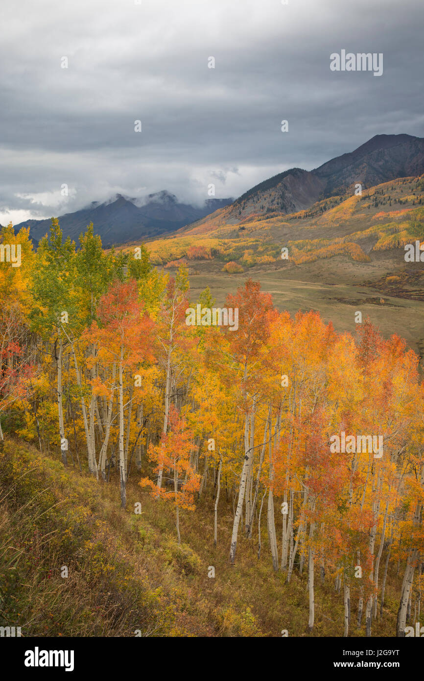 USA, Colorado, Gunnison National Forest. Aspen grove at peak autumn ...