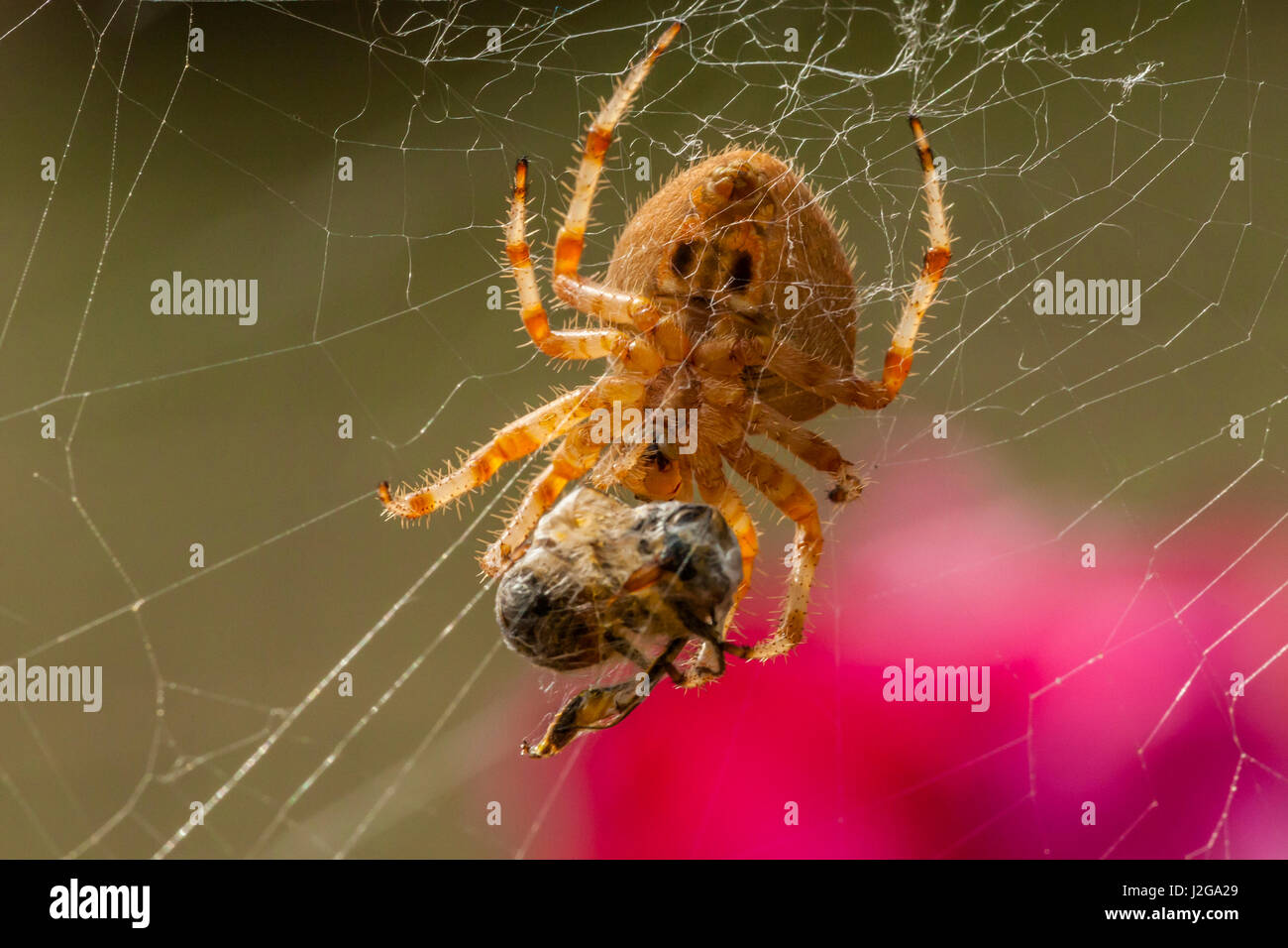 USA, Colorado, Jefferson County. Orb-weaver spider with prey. Credit as ...