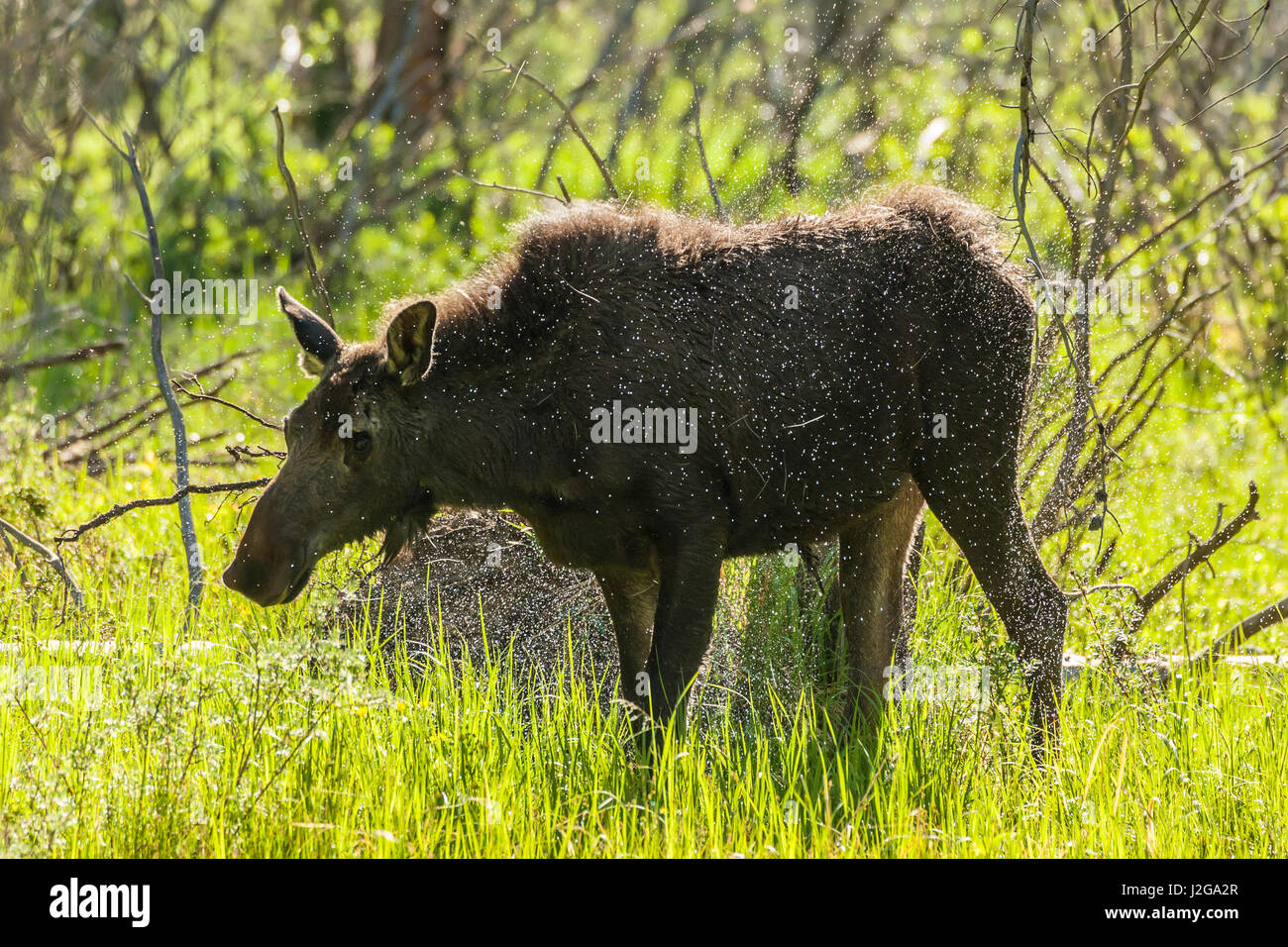 USA, Colorado, Rocky Mountain National Park. Female moose shaking off ...