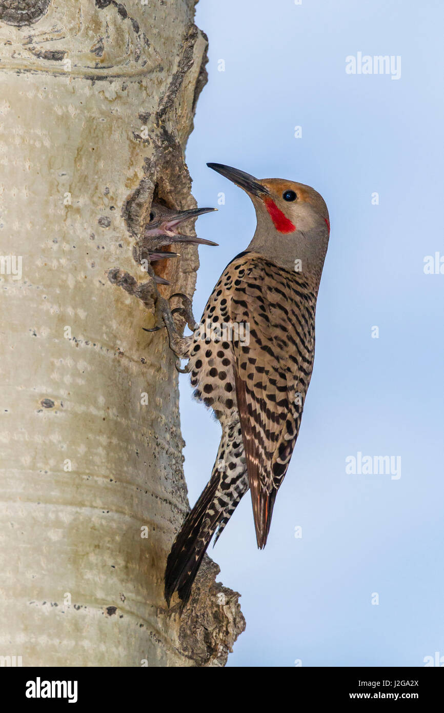 USA, Colorado, Rocky Mountain National Park. Red-shafted flicker ...