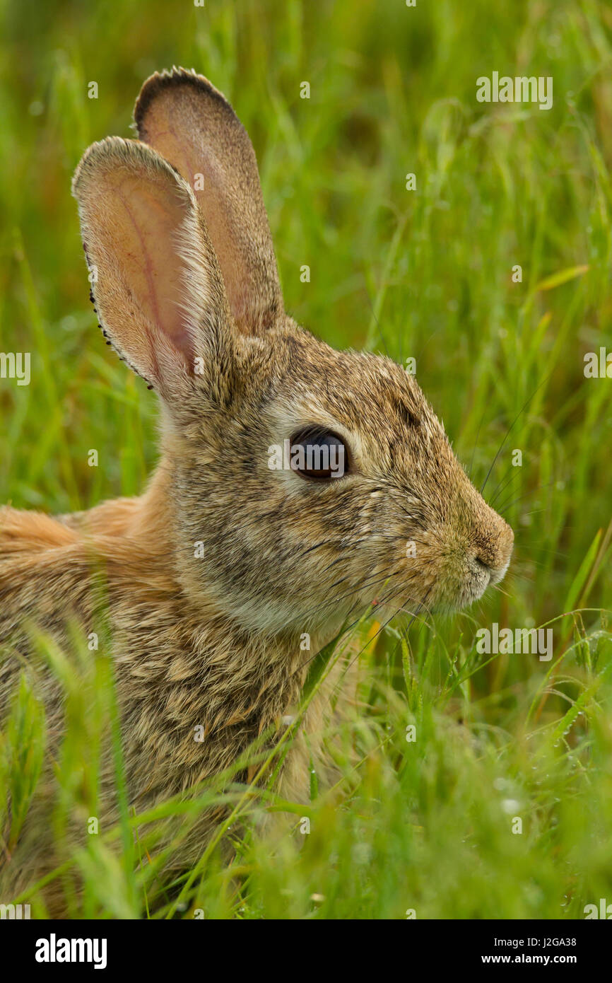 Mountain cottontail rabbit hi-res stock photography and images - Alamy