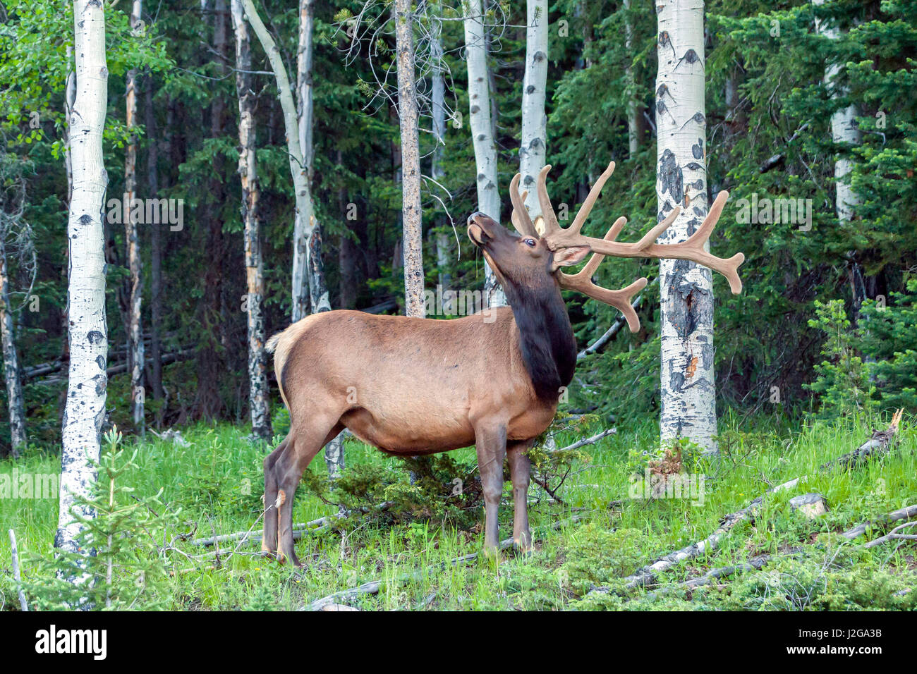 USA, Colorado, Rocky Mountain National Park. Bull elk in forest. Credit ...
