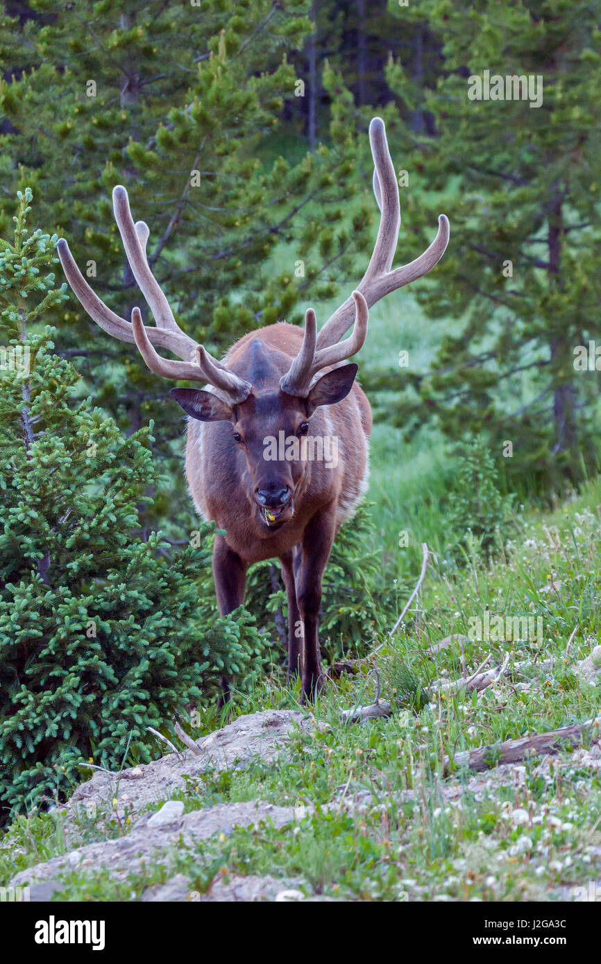 USA, Colorado, Rocky Mountain National Park. Bull elk in forest. Credit ...