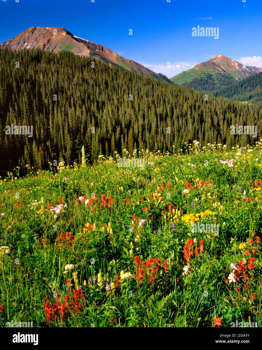 USA, Colorado, Maroon Bells-Snowmass Wilderness. Wildflowers in meadow ...