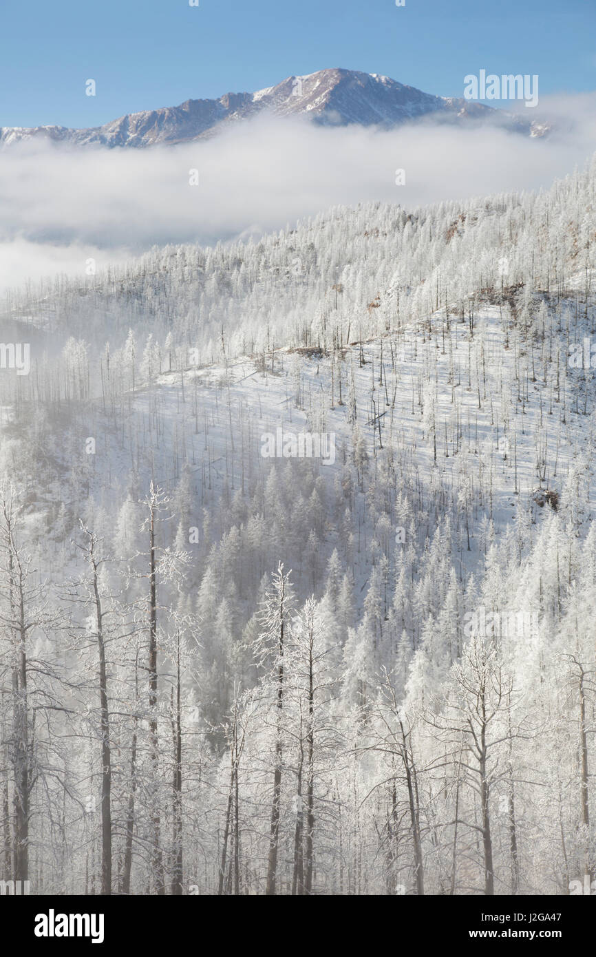 USA, Colorado. Hoarfrost coats the trees of Pike National Forest ...