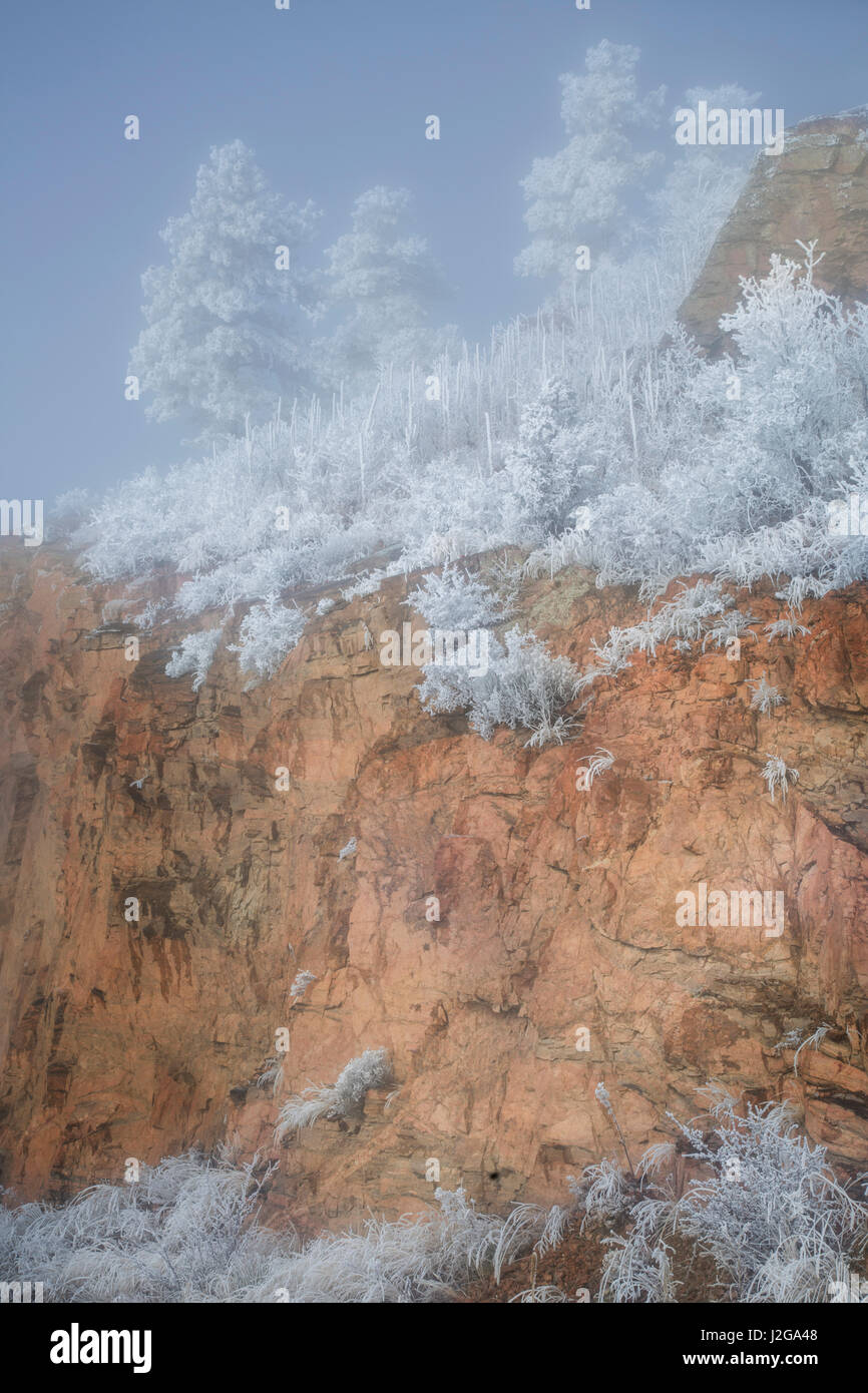 USA, Colorado, Pike National Forest. Hoarfrost coats trees and grass ...