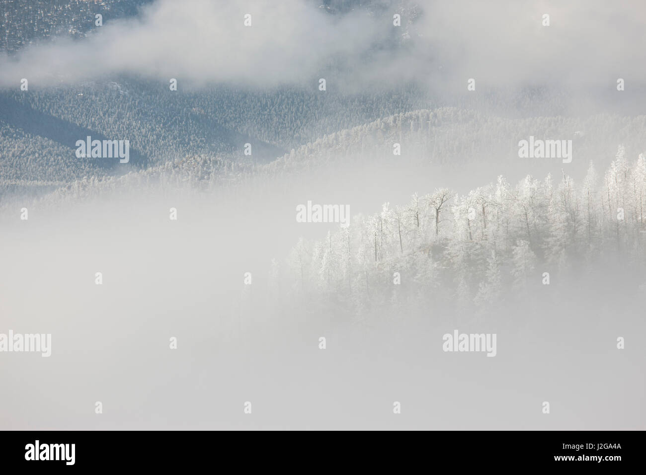 USA, Colorado, Pike National Forest. Trees with hoarfrost in fog ...