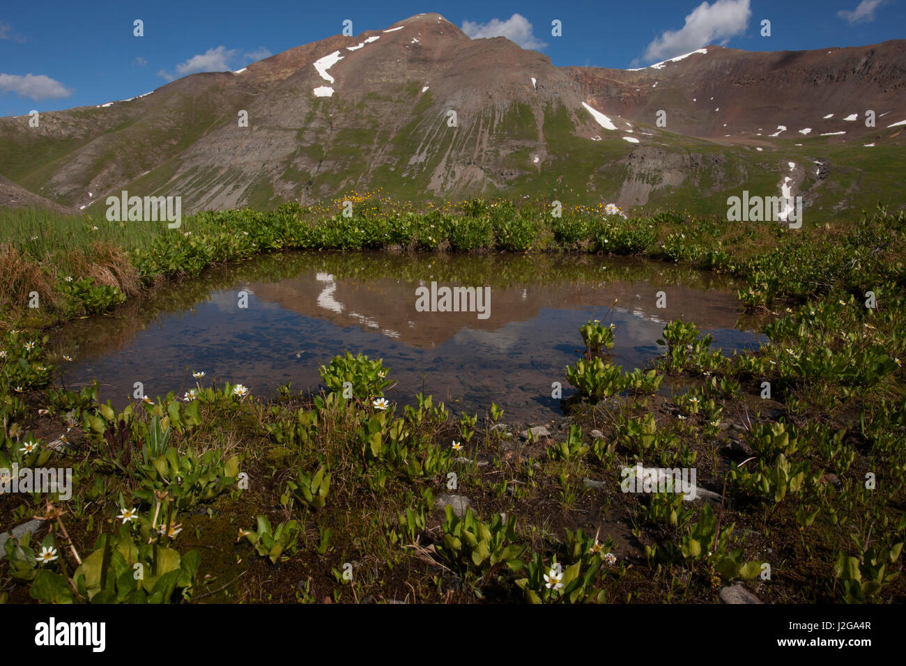 USA, Colorado, San Juan Mountains. Pond lined with marsh marigold ...