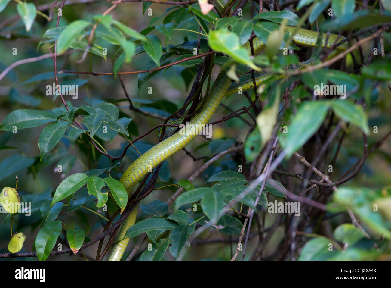 Green Cat Snake also known as Sobuj Fono Monosha Shap at the Sundarbans ...