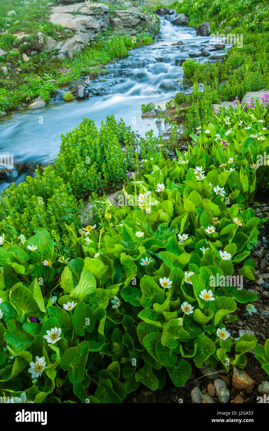 USA, Colorado, San Juan Mountains. Stream cascade and spring marigolds ...
