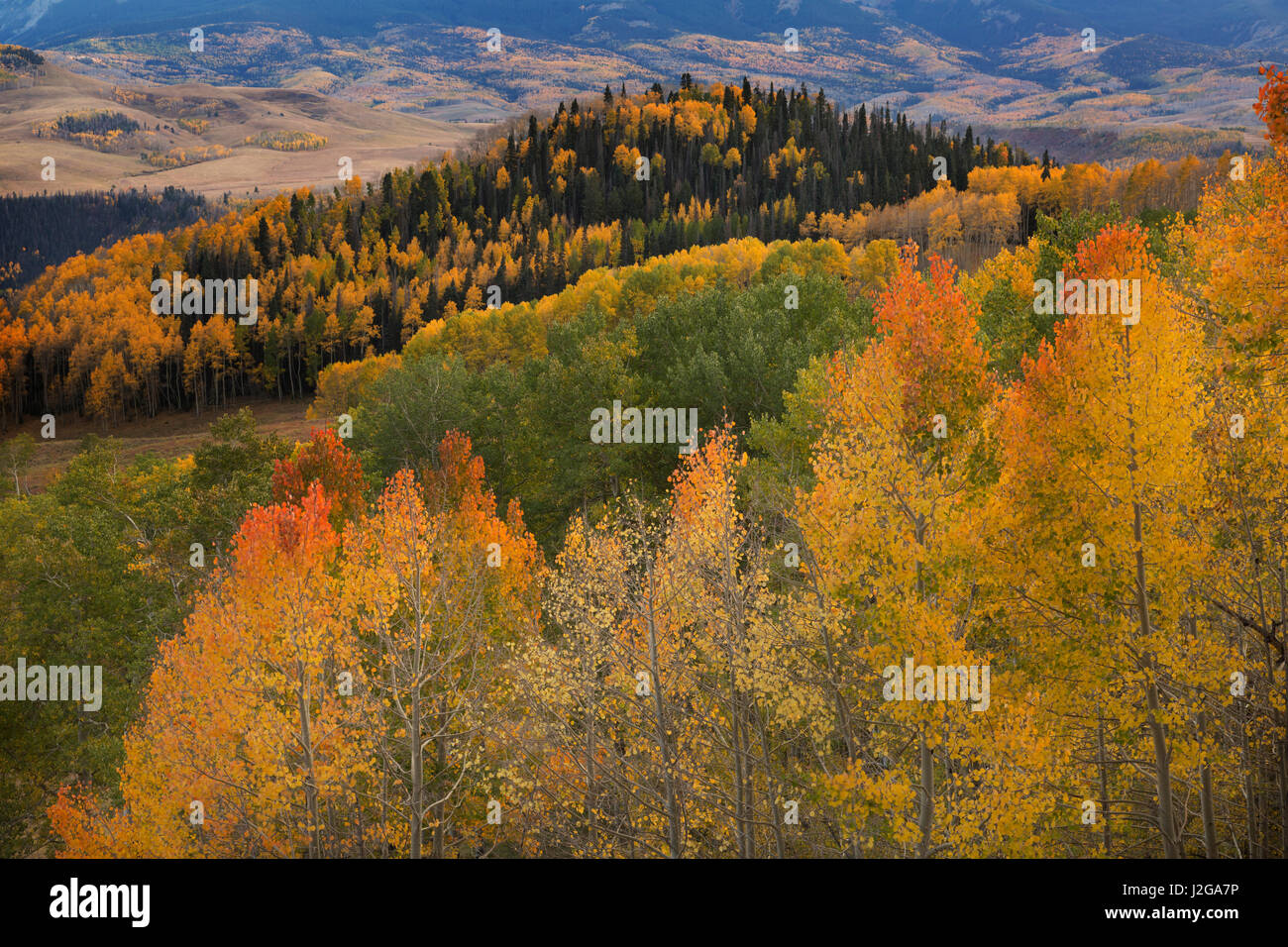 USA, Colorado, Uncompahgre National Forest. Autumn-colored forest ...