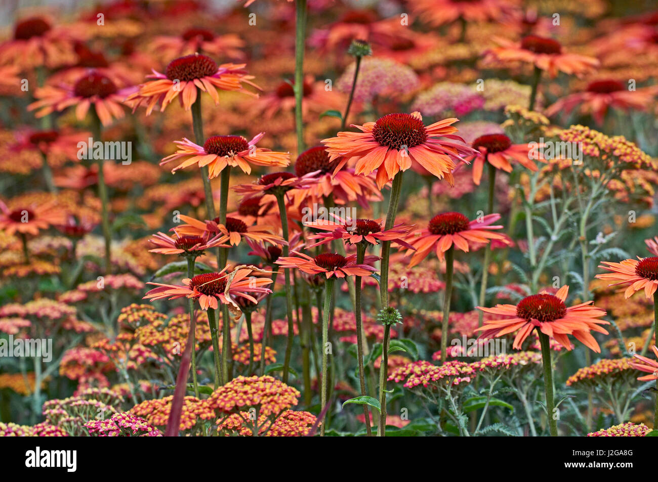 Detail of flower border with Echinacea 'Sunset' and Achillea 'Walther ...