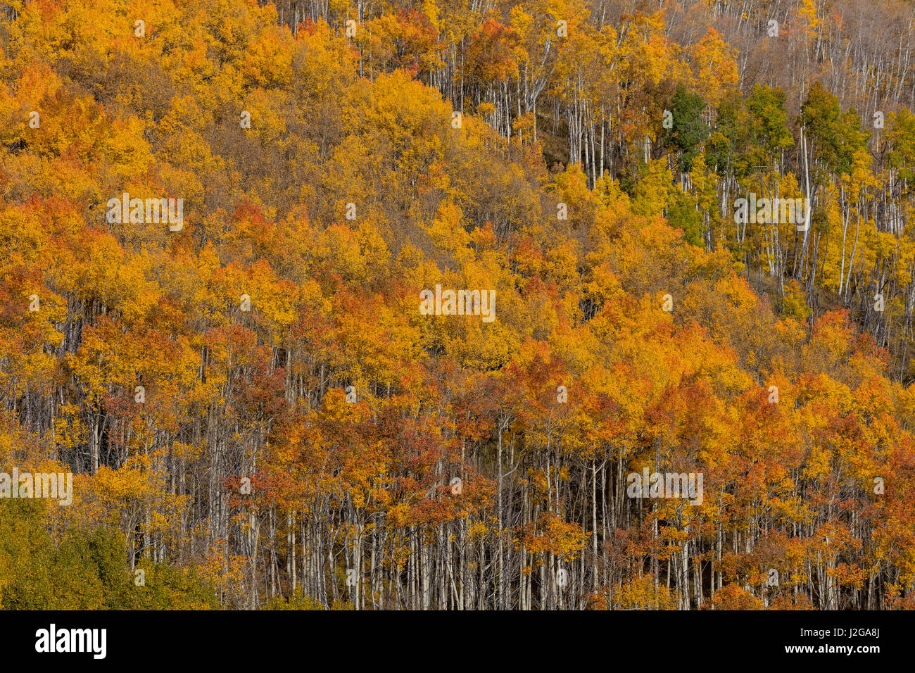 Colorado autumn fall aspen ashcroft hi-res stock photography and images ...