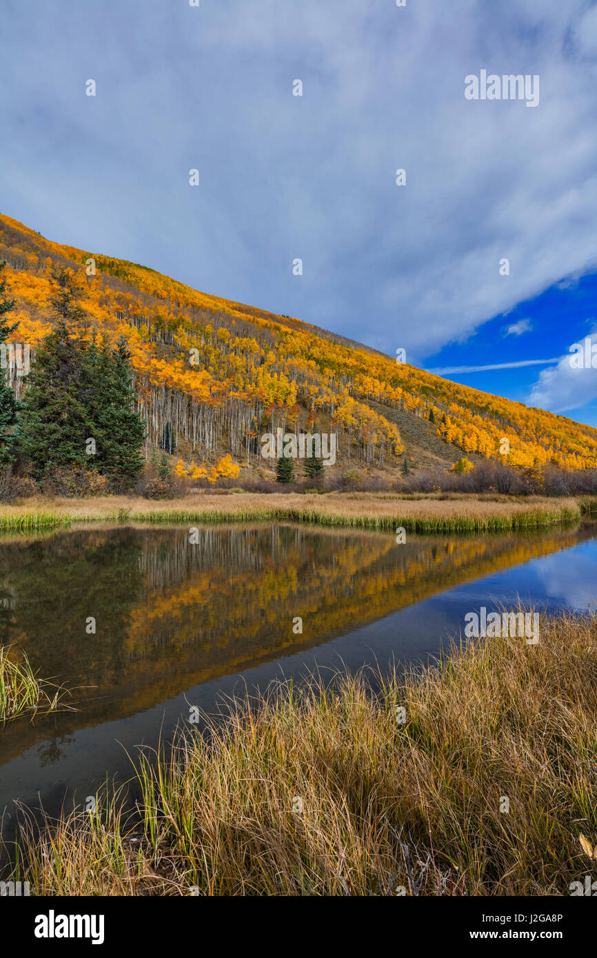 Beaver pond reflects aspen grove near Aspen, Colorado, USA (Large ...