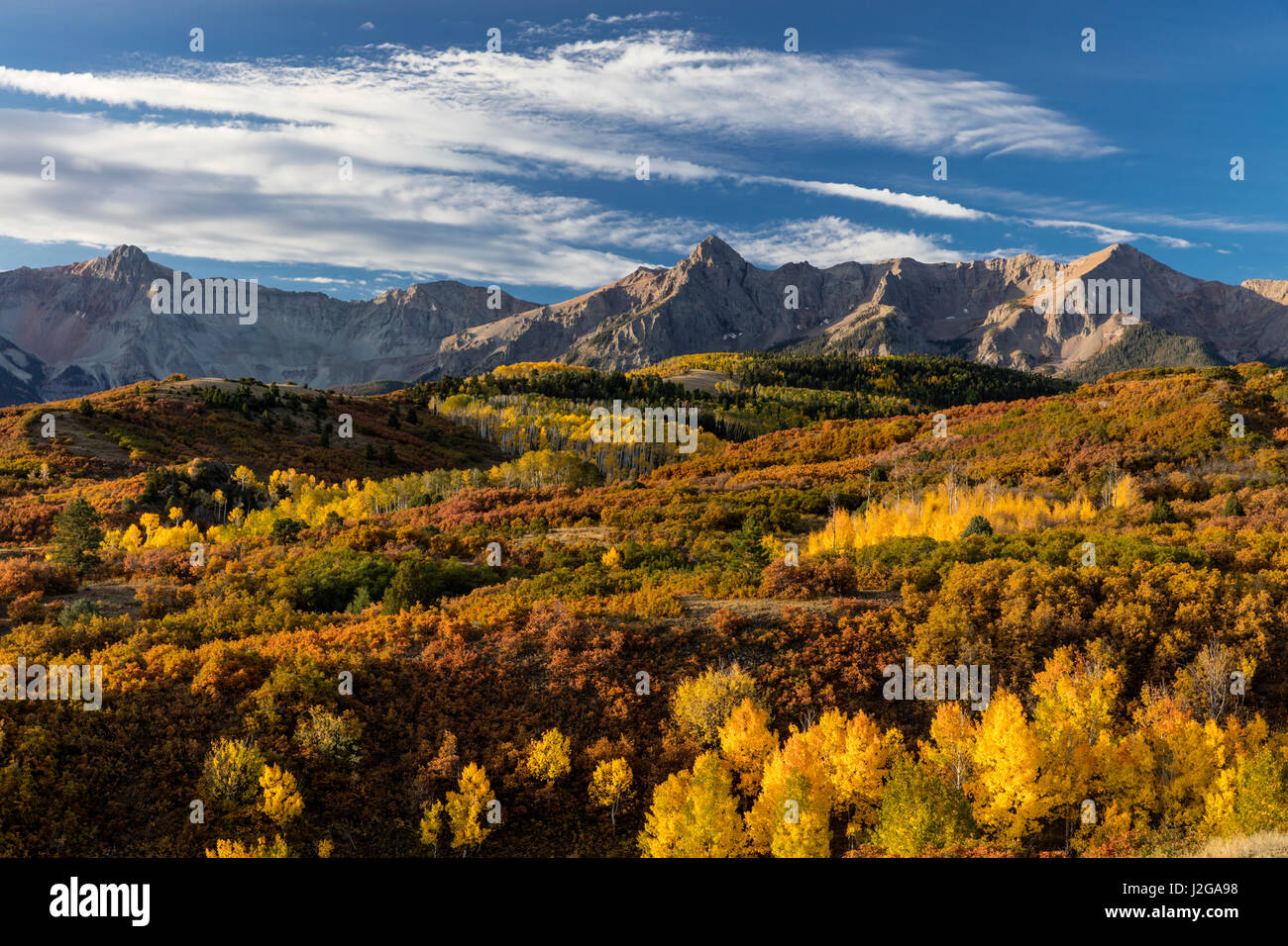 Aspen groves in autumn at Dallas Divide in the Uncompahgre National ...