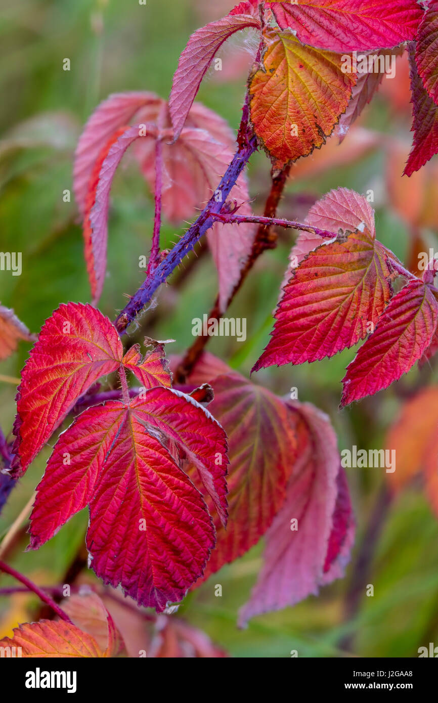 Wild raspberry bush in autumn color near Aspen, Colorado, USA (Large ...