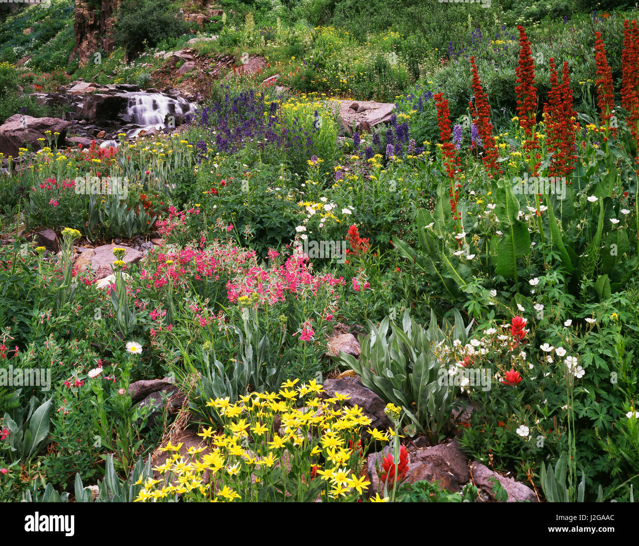 Large variety of wildflowers hi-res stock photography and images - Alamy