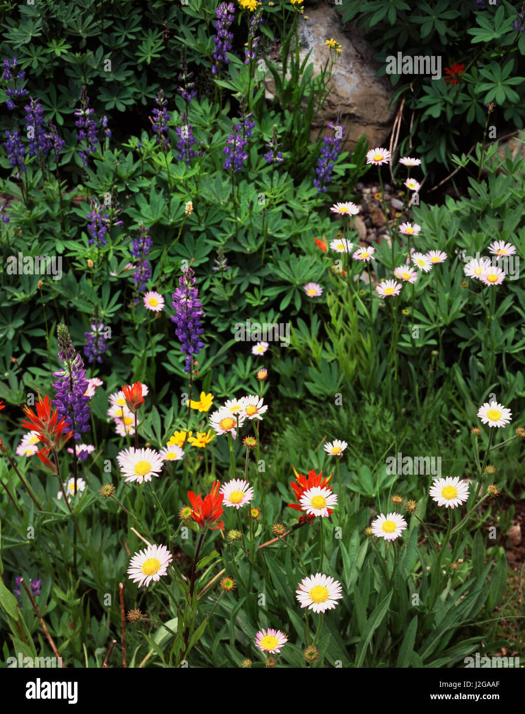 USA, Colorado, Uncompahgre National Forest, Wildflowers in Yankee Boy ...