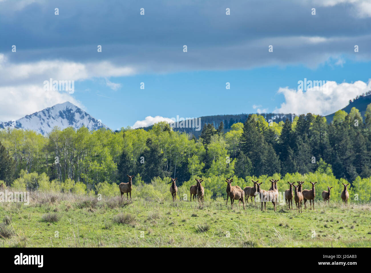 Herd of elk near Telluride, Colorado Stock Photo - Alamy