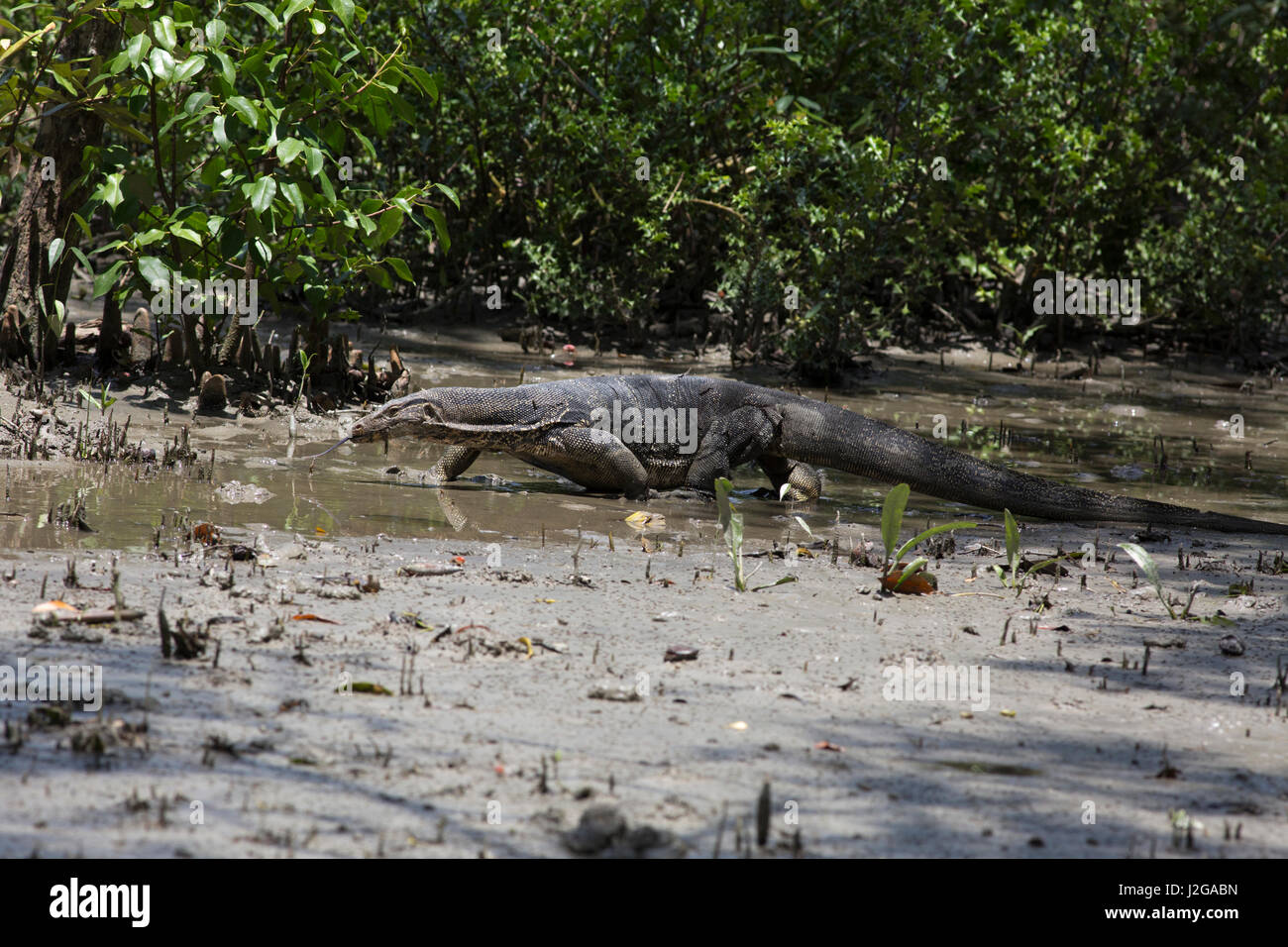 A Water Monitor at the Koromjol area of the Sundarbans, a UNESCO World ...