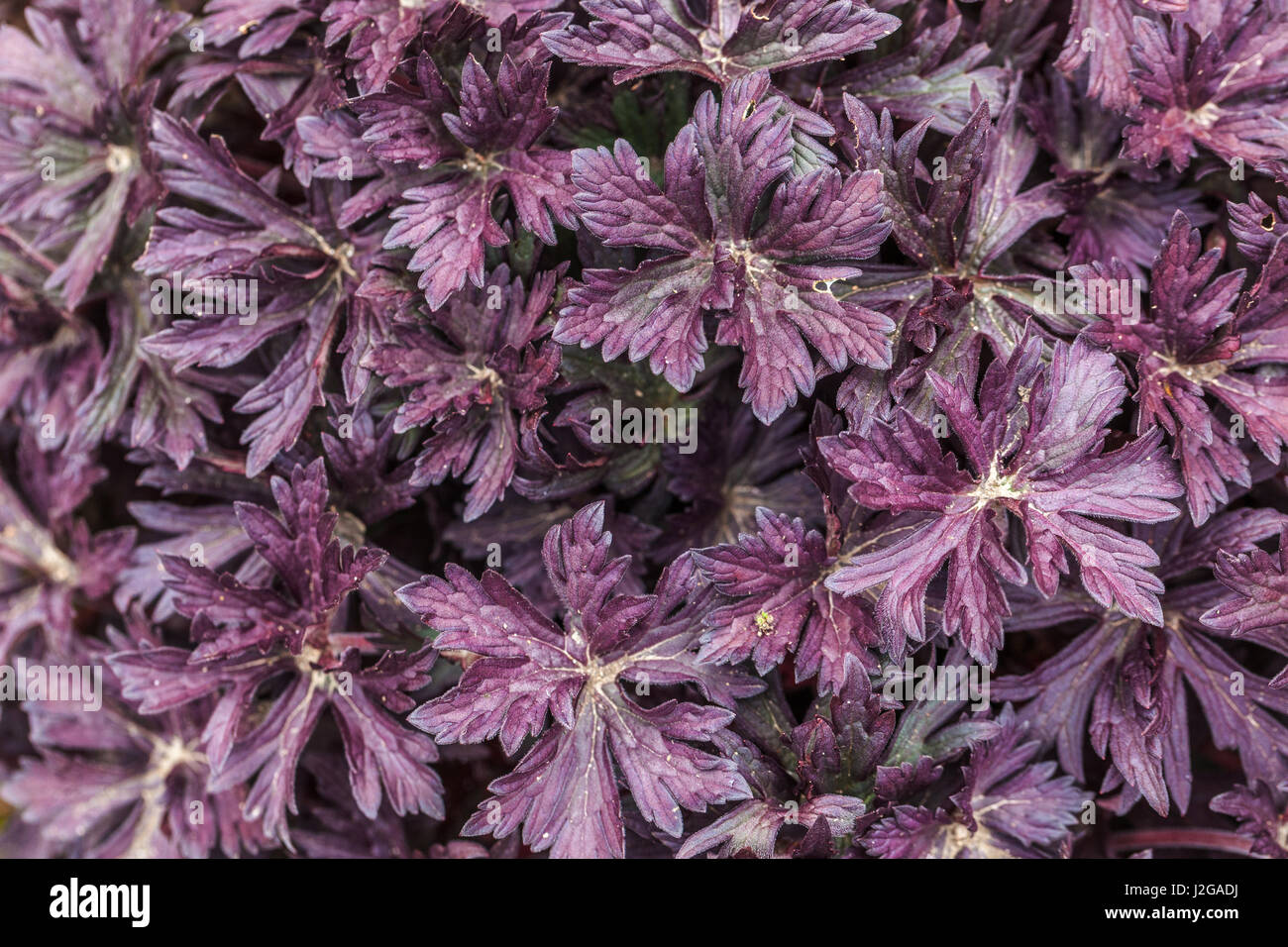 Geranium leaves, Geranium pratense 'Hocus pocus' Stock Photo - Alamy
