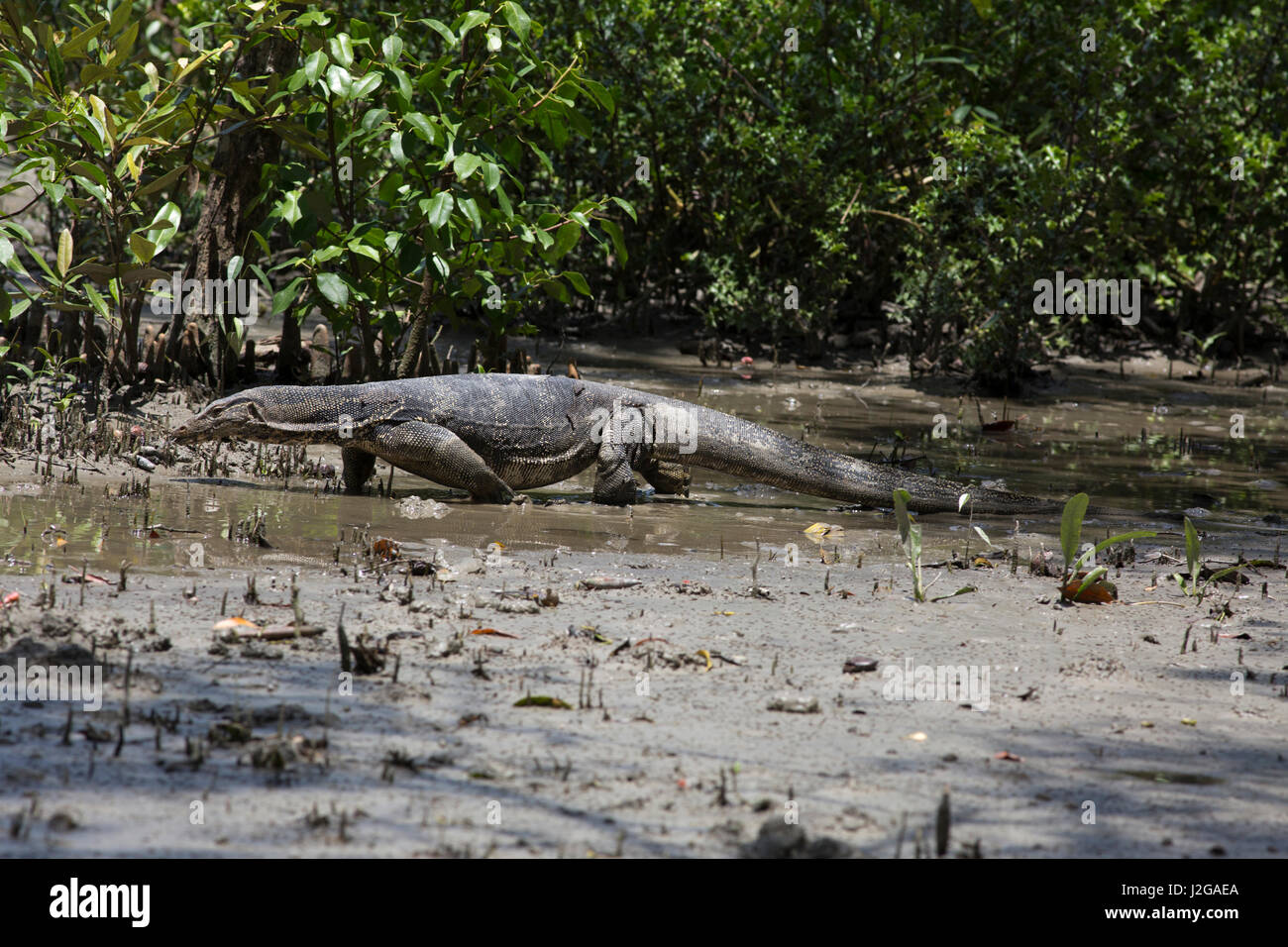 A Water Monitor at the Koromjol area of the Sundarbans, a UNESCO World ...