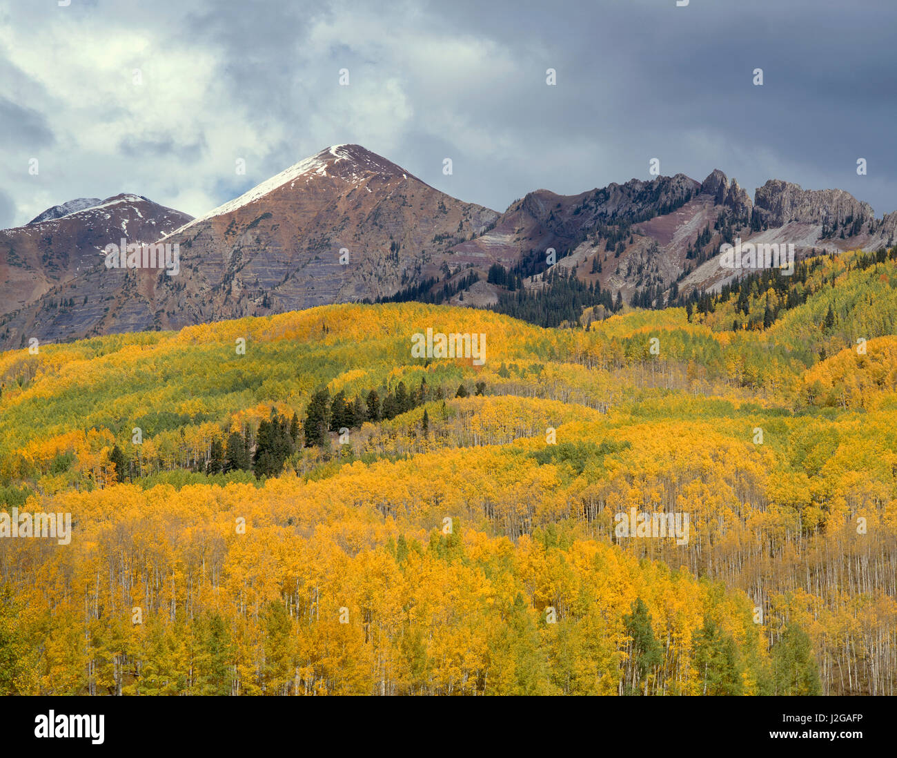 USA, Colorado, Gunnison National Forest, Fall brings color to huge ...