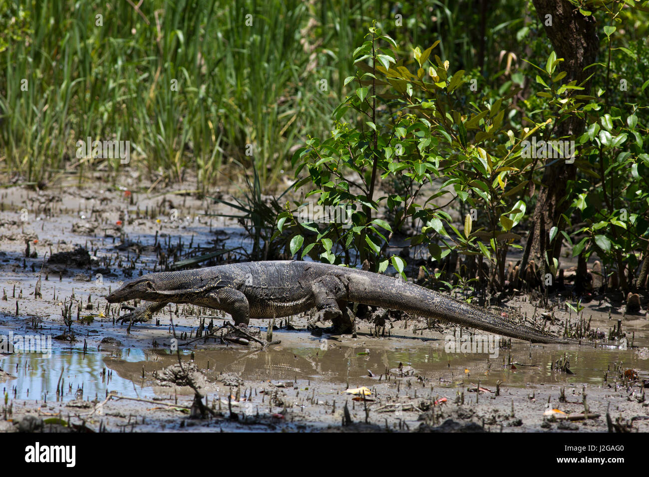 A Water Monitor at the Koromjol area of the Sundarbans, a UNESCO World ...