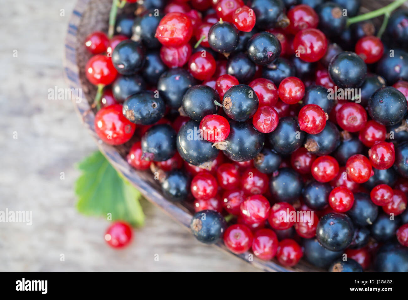 red and blue black currant in garden Stock Photo - Alamy