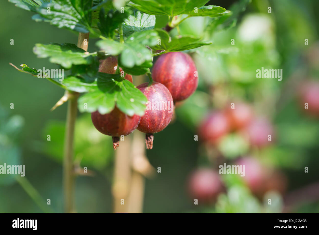Fresh gooseberry on a bush in garden Stock Photo - Alamy