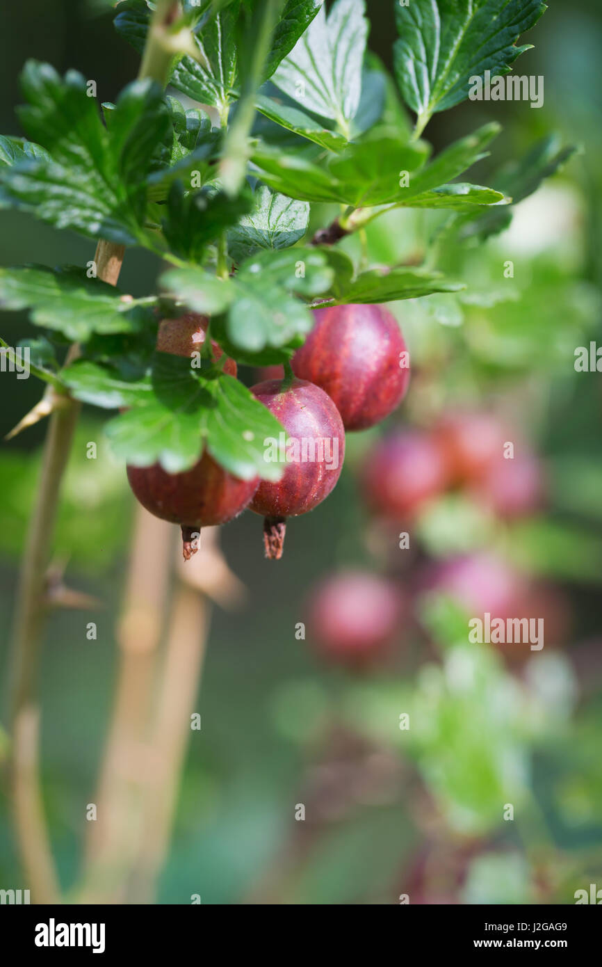 Gooseberry plant pot hi-res stock photography and images - Alamy