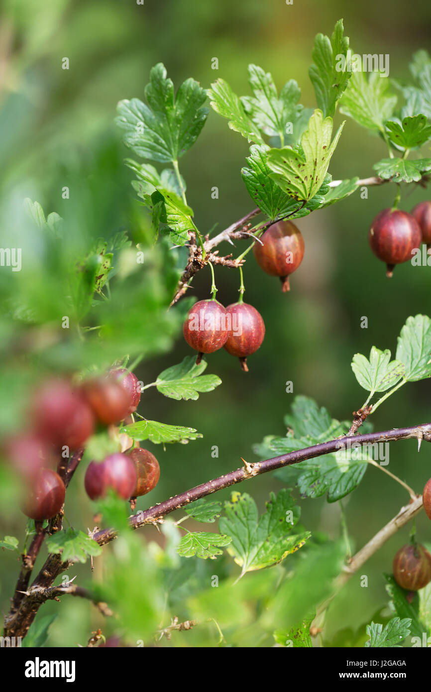 Fresh gooseberry grow in garden Stock Photo - Alamy