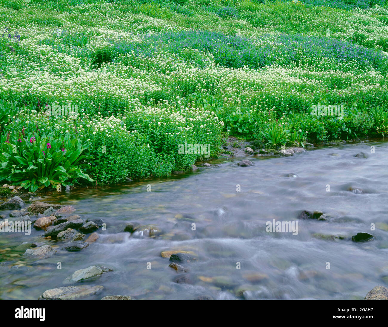 USA, Colorado, San Juan Mountains, Wildflowers including bittercress ...