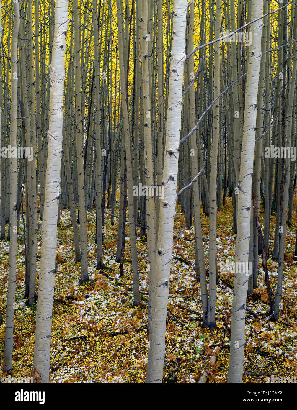 USA, Colorado, Gunnison National Forest, Grove of quaking aspen ...
