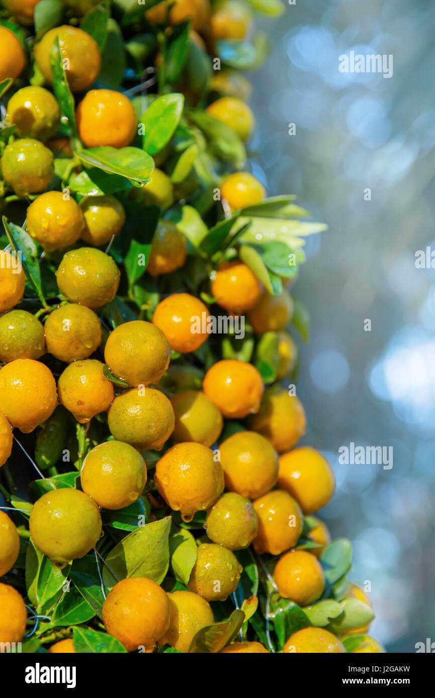 Citrus tangerine, mandarin, kumquat orange fruits as the symbol of ...