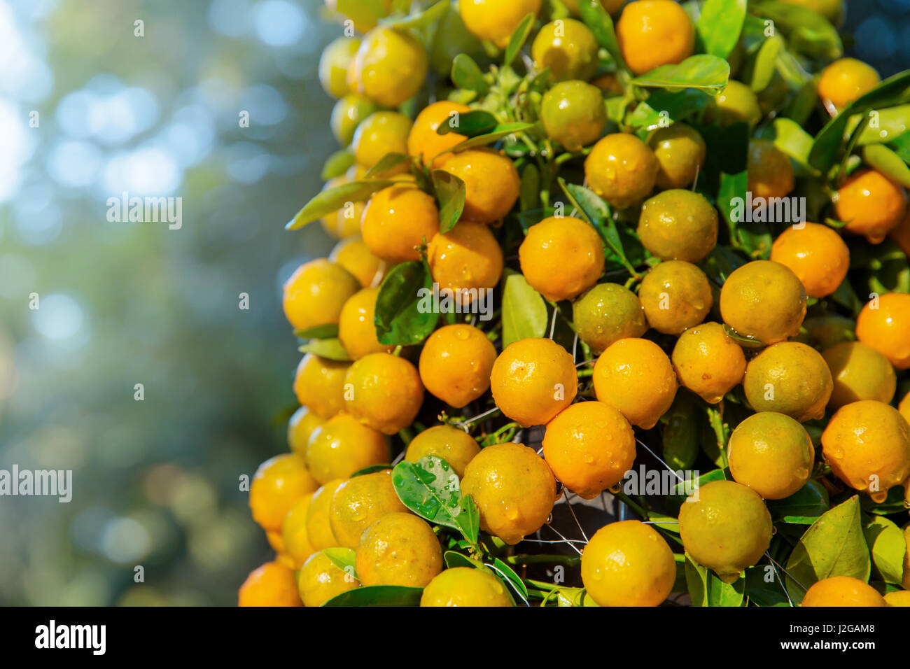 Citrus tangerine, mandarin, kumquat orange fruits as the symbol of ...