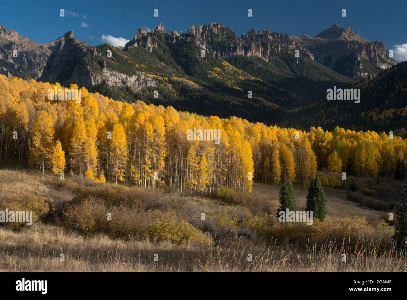USA, Colorado. Autumn yellow aspen and fir trees near Owl Creek Pass ...