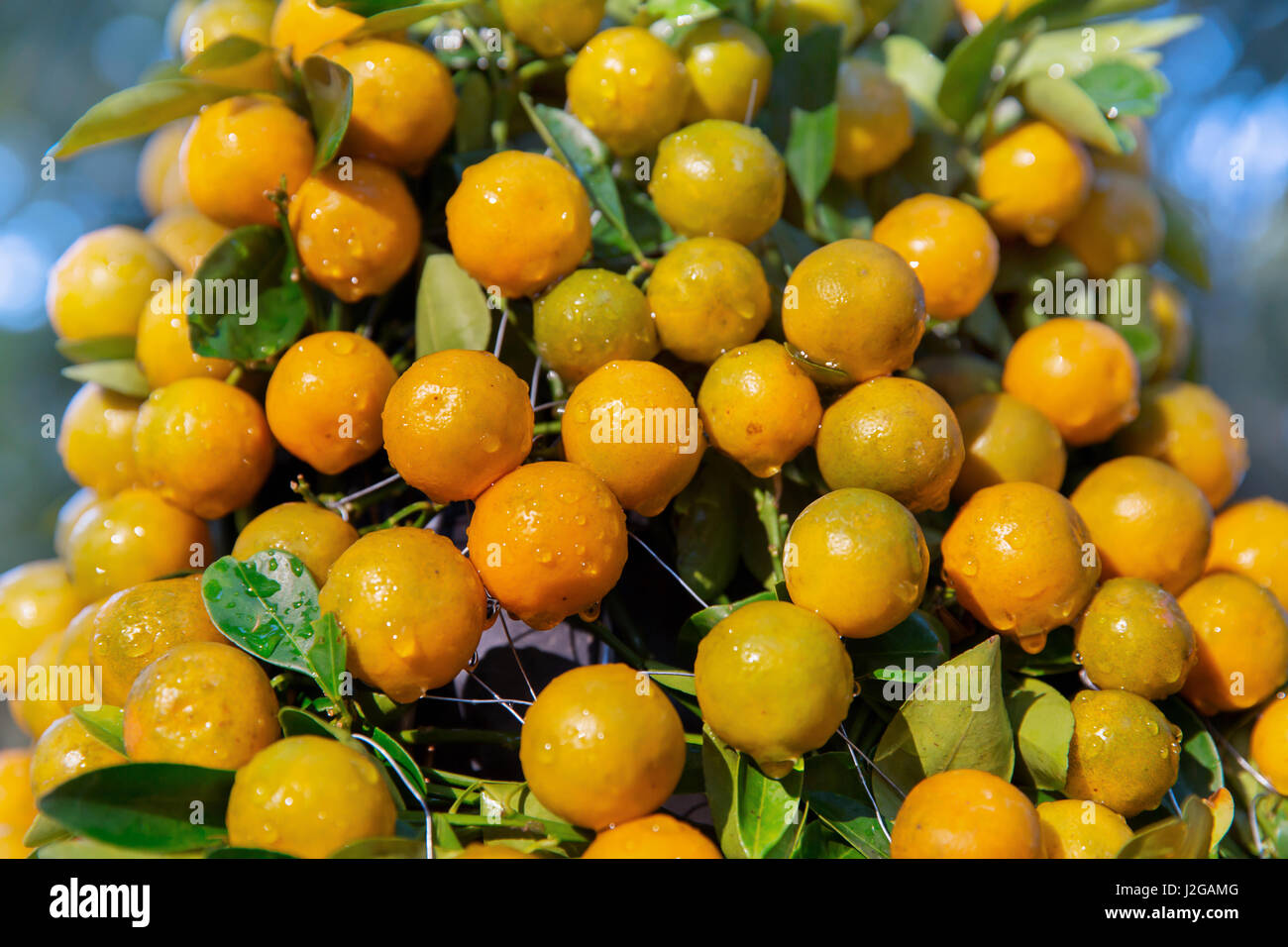 Citrus tangerine, mandarin, kumquat orange fruits as the symbol of ...