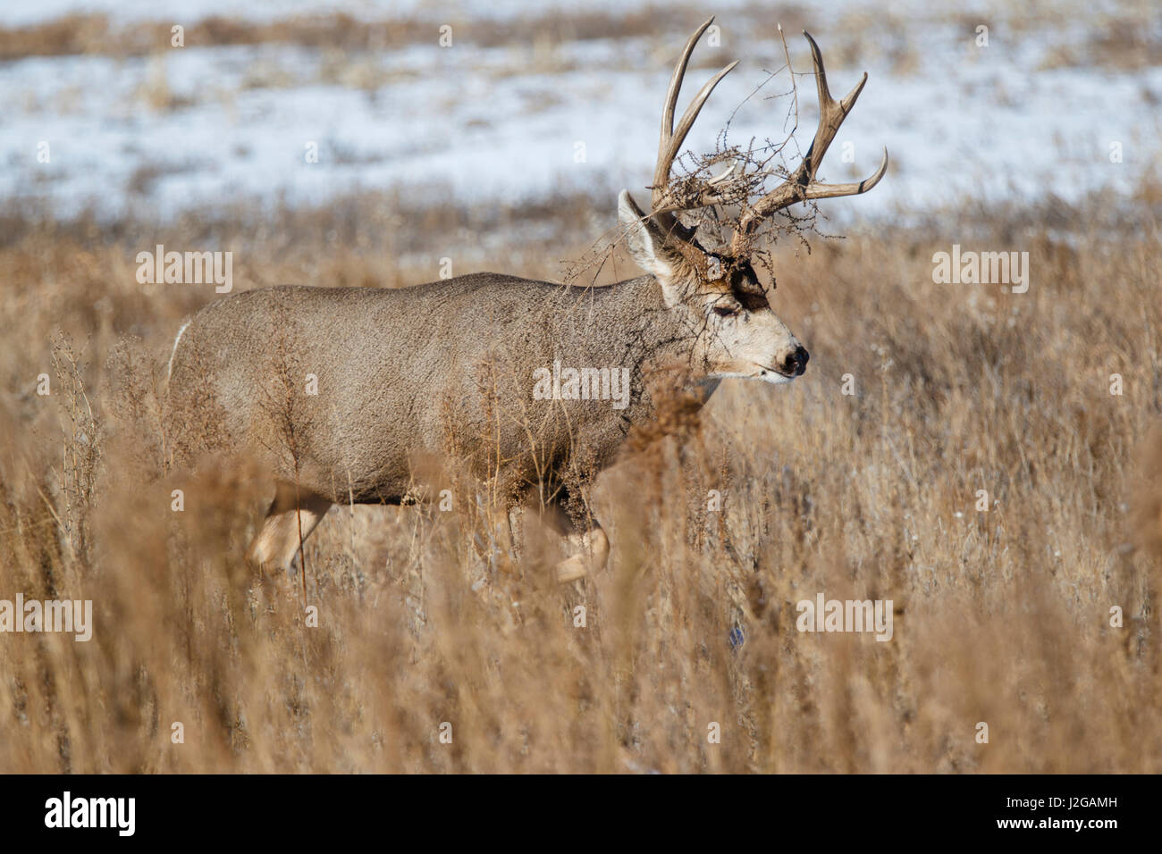 Mule Deer (Odocoileus hemionus) buck in winter grassland cover Stock ...