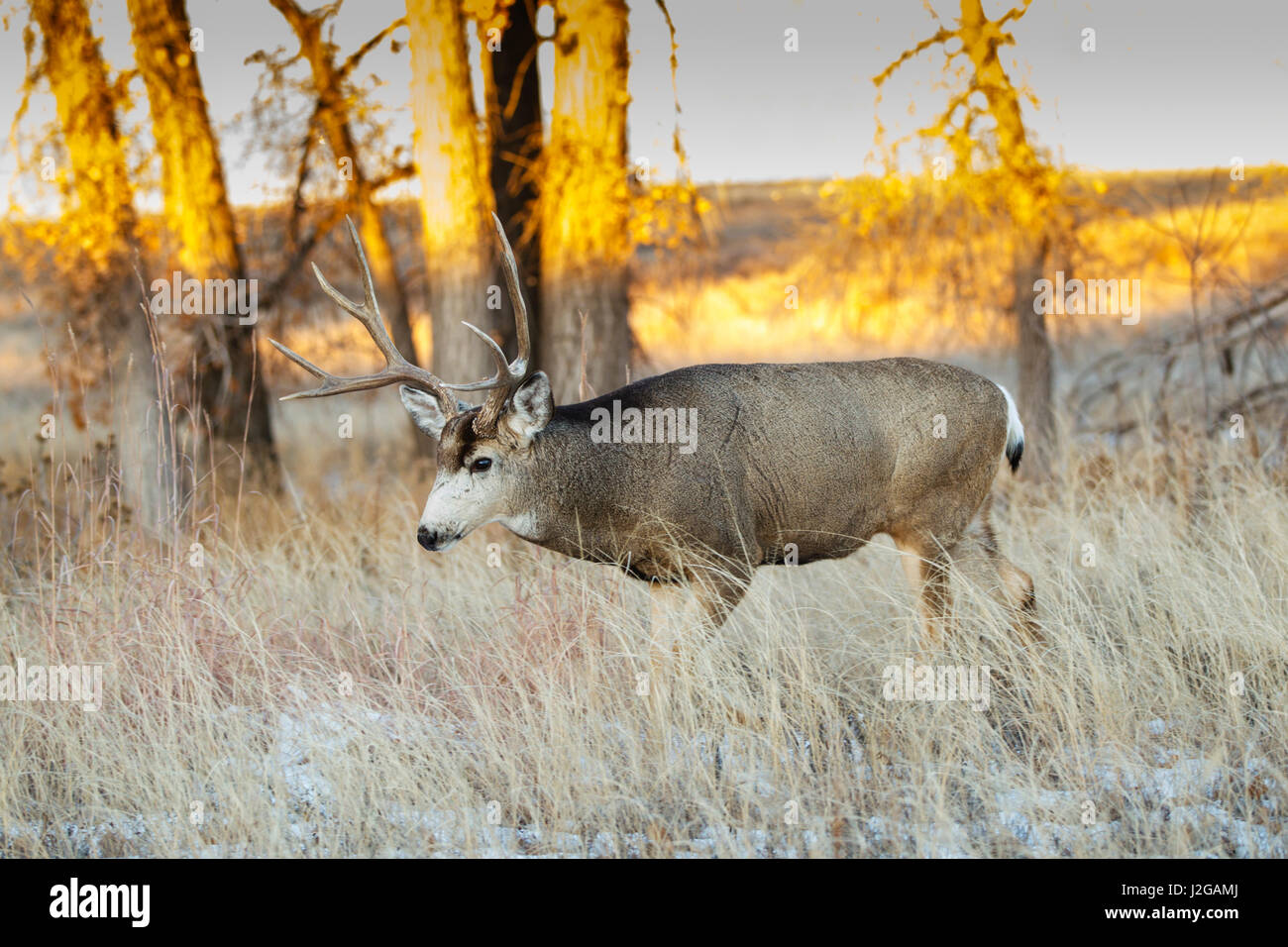 Mule Deer (Odocoileus hemionus) buck in winter grassland cover Stock ...