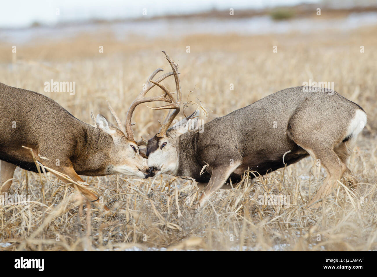 Mule Deer Buck Fighting