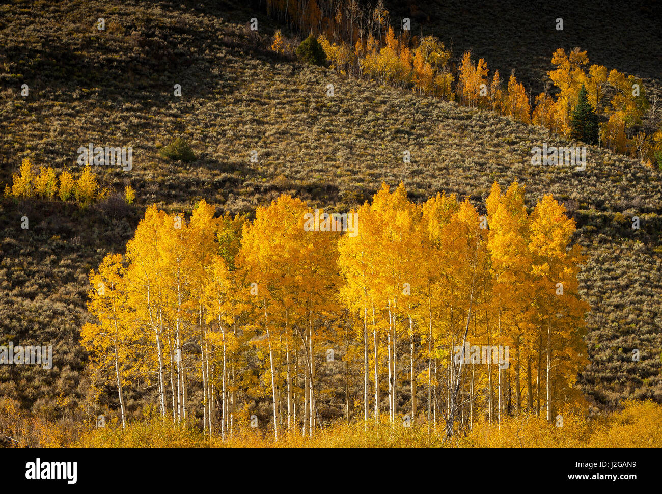 Golden aspen in full fall color, Colorado Rockies Stock Photo - Alamy