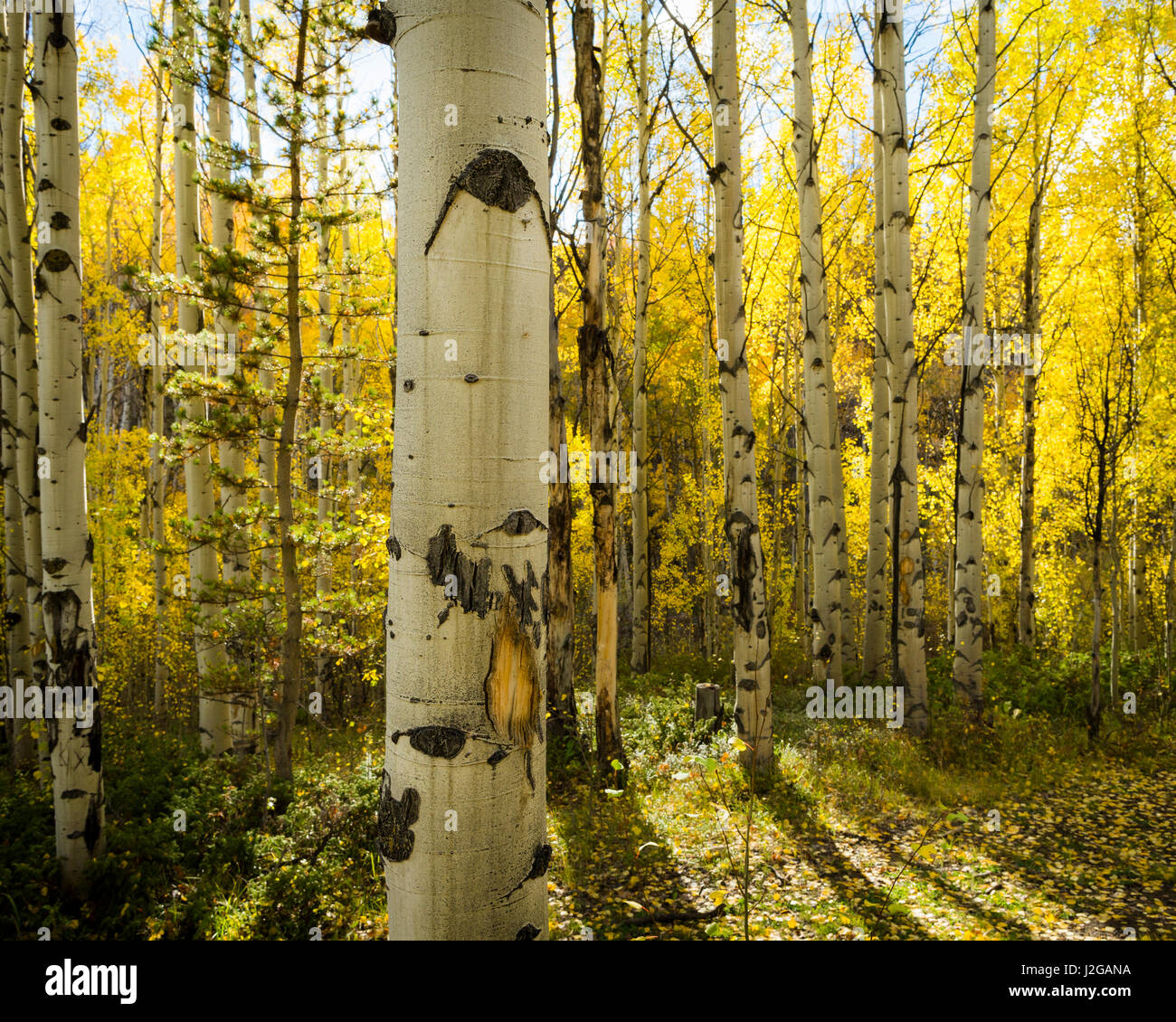 Golden quaking aspen in full fall color, Kinney Creek, Colorado Stock ...