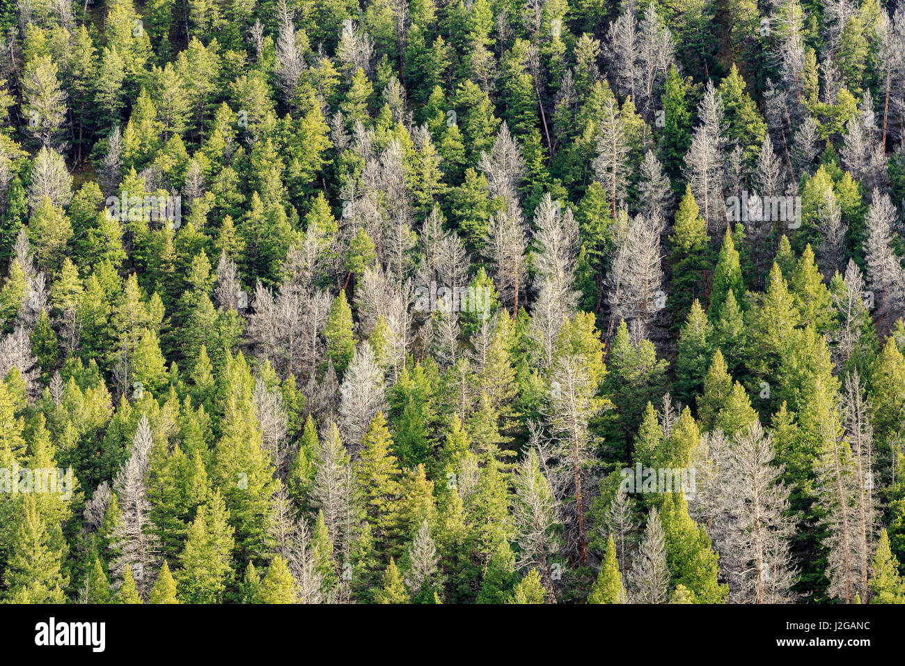 Mountain pine beetle damage, Lodgepole pines, Pinus contorta, Colorado ...