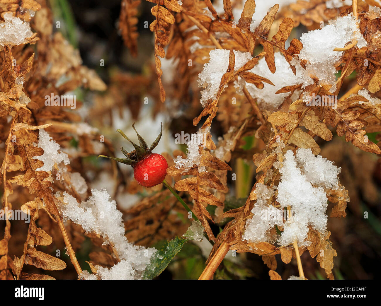 Woods rose fruit among ferns hi-res stock photography and images - Alamy