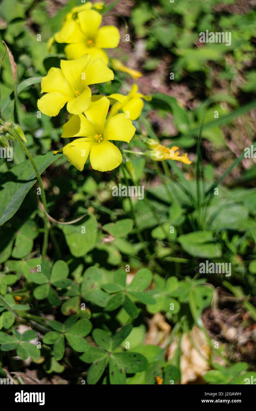 Sympetalous flowers hi-res stock photography and images - Alamy