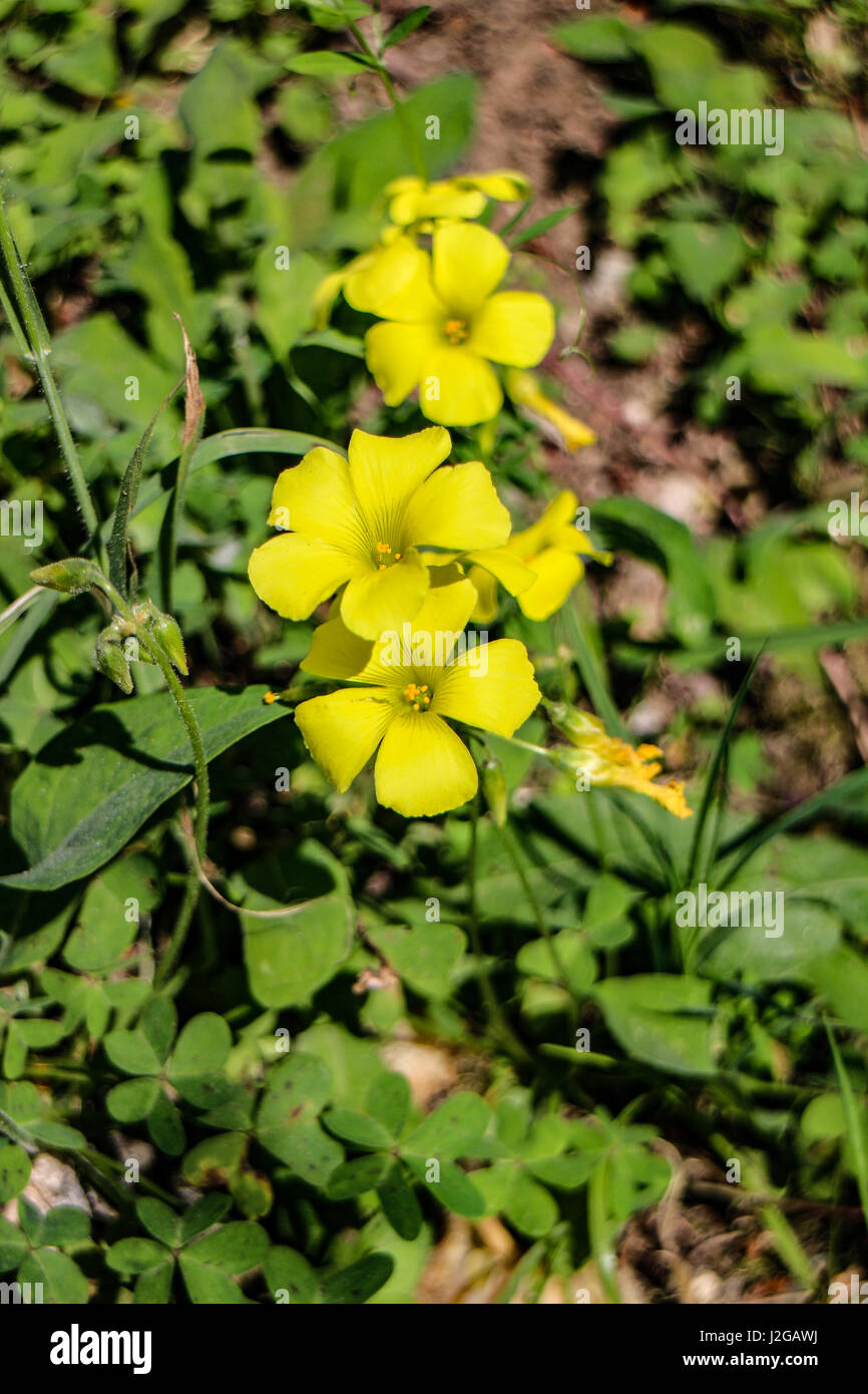 Sympetalous flowers hi-res stock photography and images - Alamy