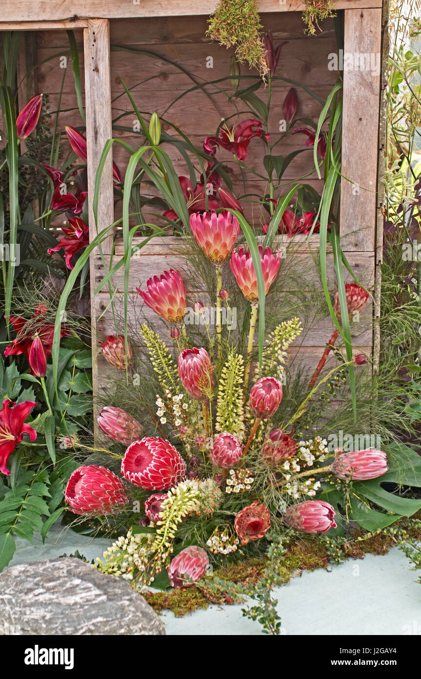 Floral arrangement with Protea and Eremurus Stock Photo - Alamy